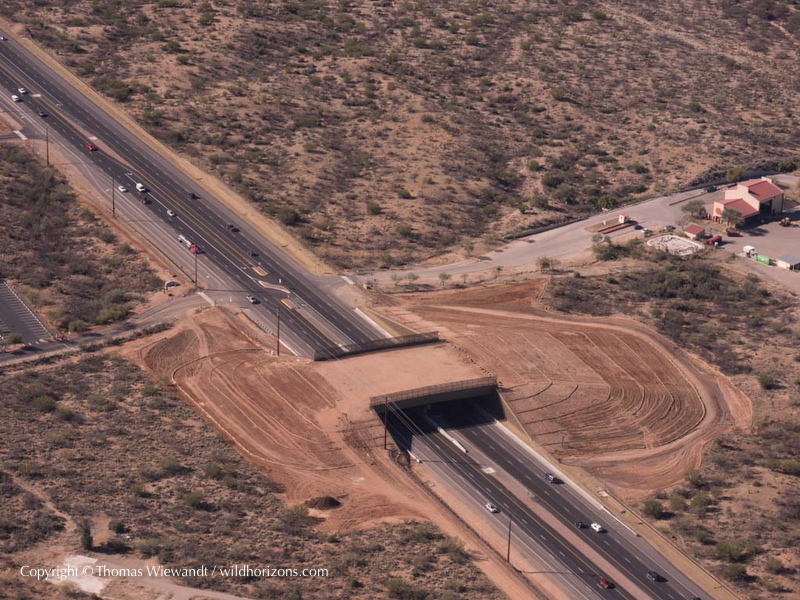 Come celebrate with us at the wildlife crossings! - Coalition for ...