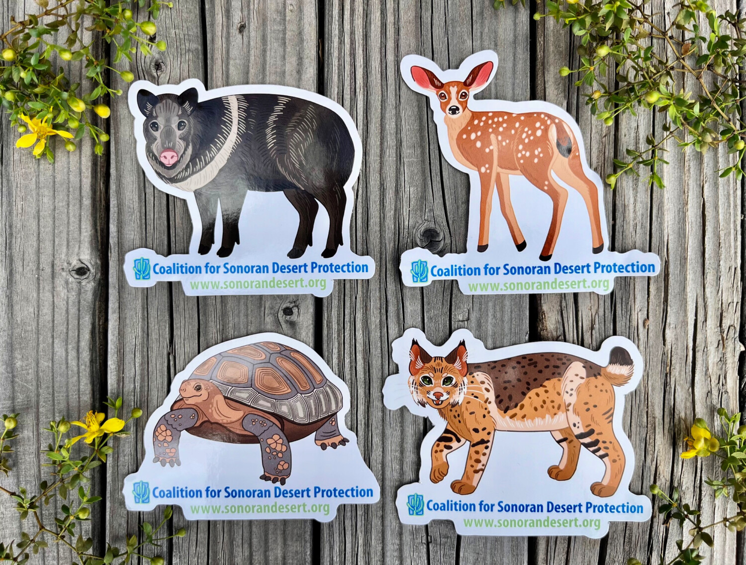 Wildlife Stickers - Coalition for Sonoran Desert Protection